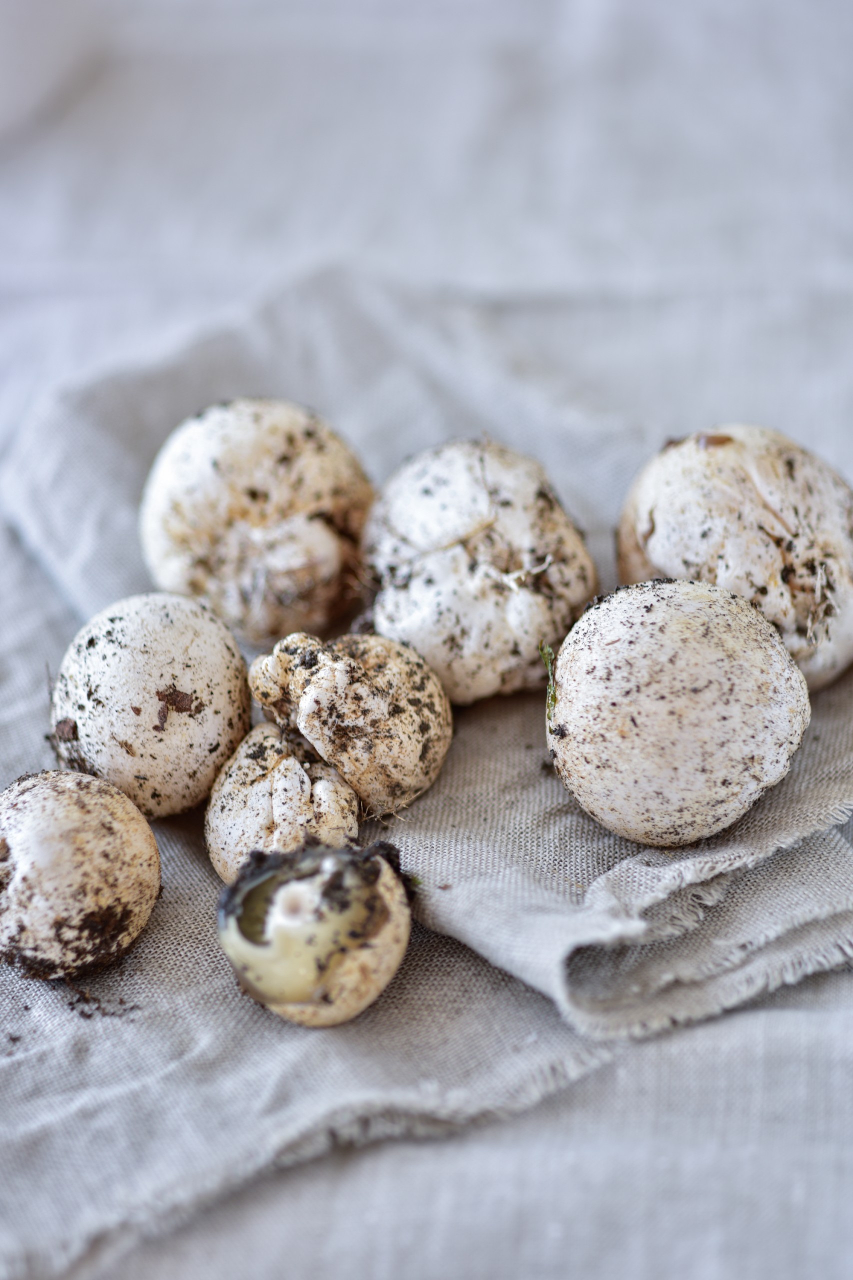 Hexenei & Stinkmorchel - Phallus impudicus - myko-kitchen