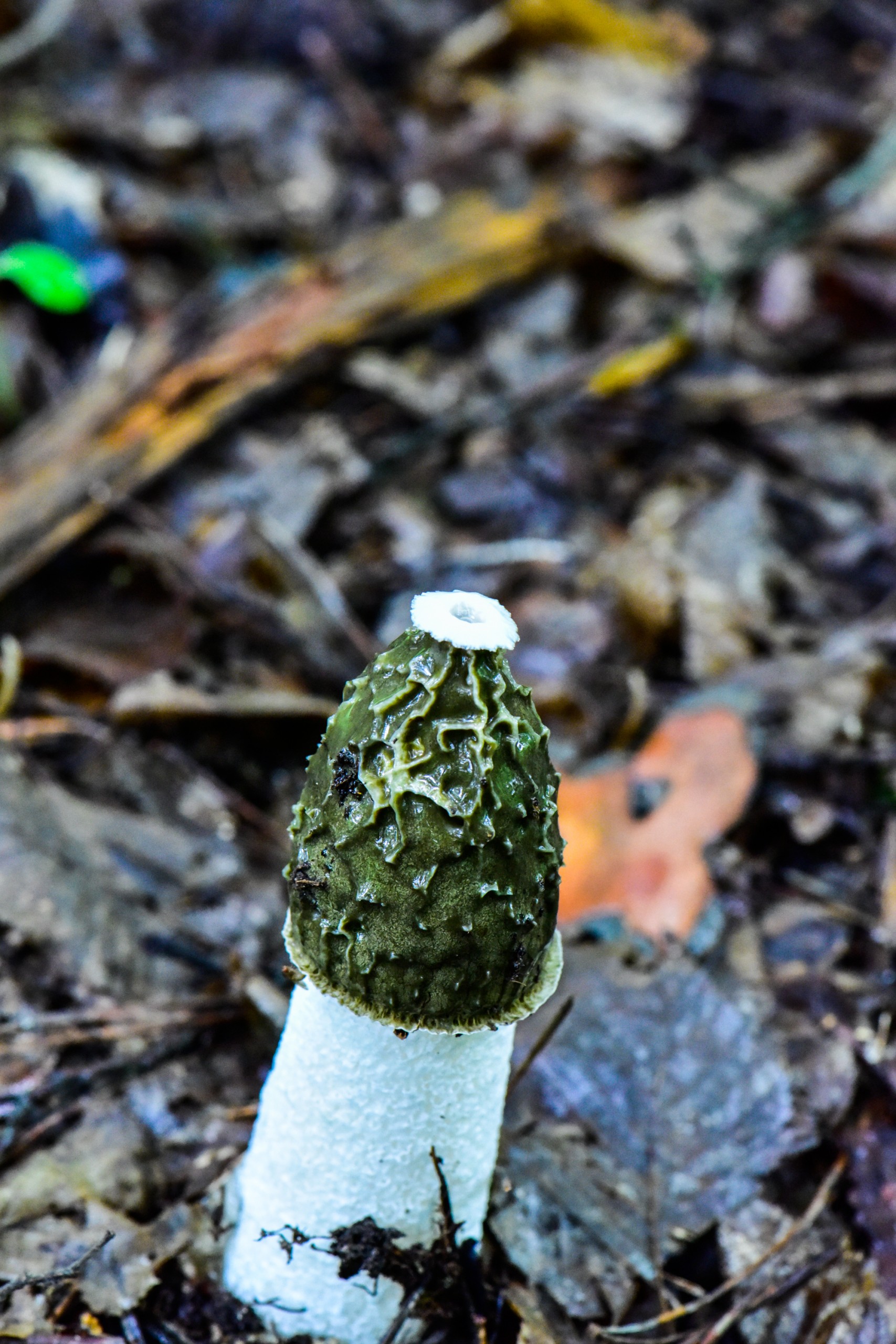 Hexenei & Stinkmorchel - Phallus impudicus - myko-kitchen