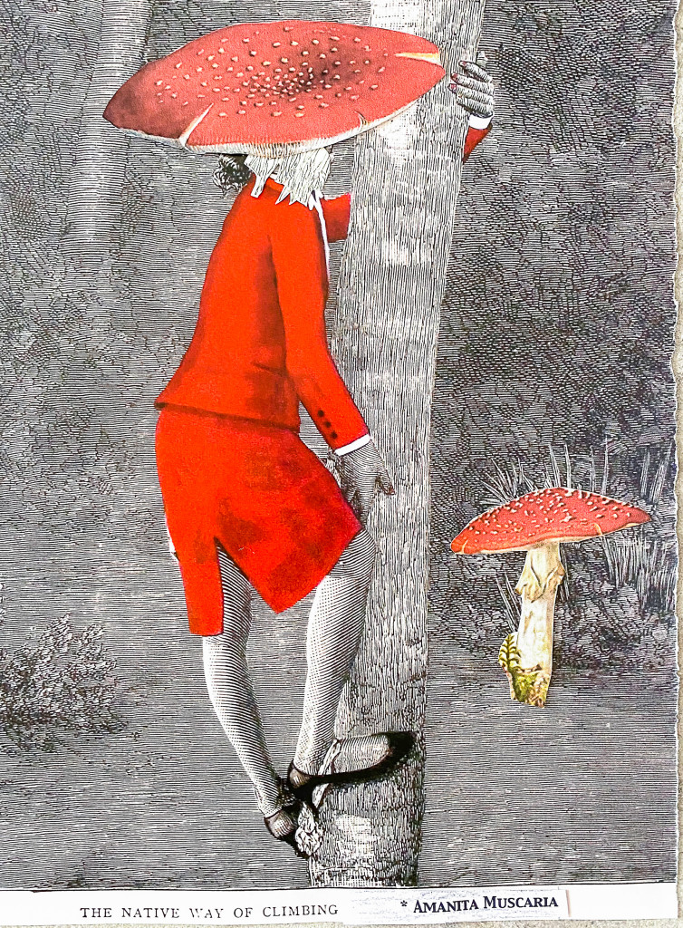 Andreas Lackmann berichtet über den „Schamanenpilz“ Amanita muscaria ...